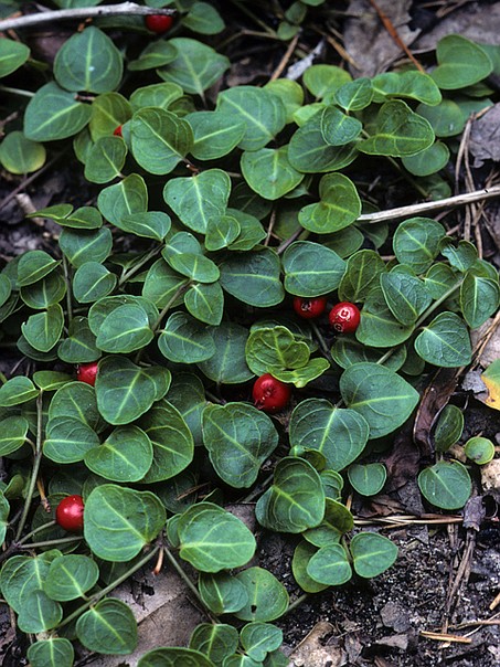 Two native plants and a fall blooming shrub | The Arkansas Democrat ...