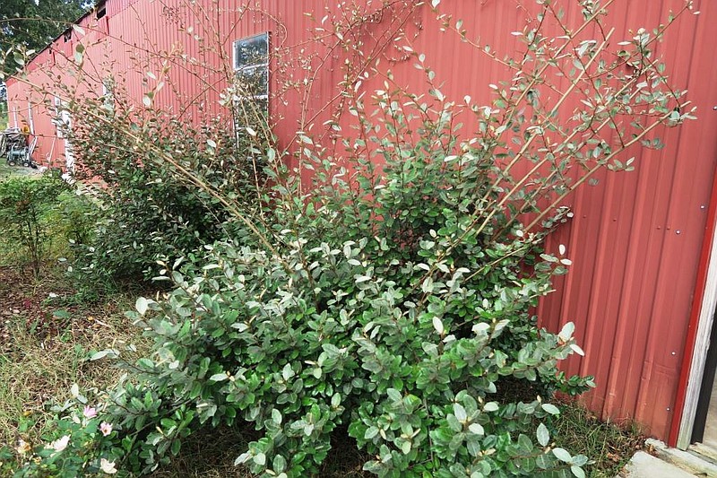 Three shrubs and a tree this week | The Arkansas Democrat-Gazette ...