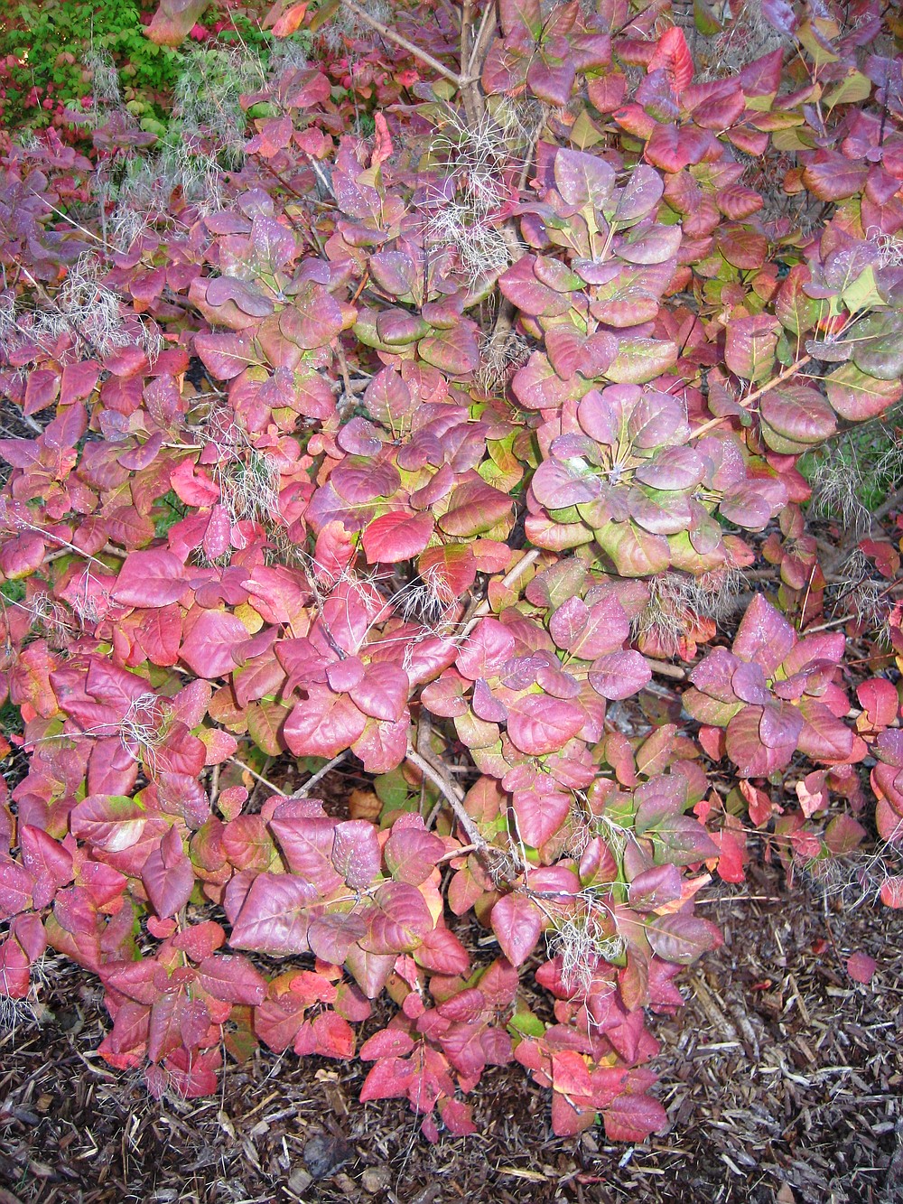 Three shrubs and a tree this week