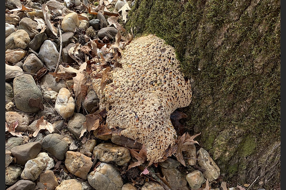 IN THE GARDEN: Evergreen shrub related to privet, but better behaved