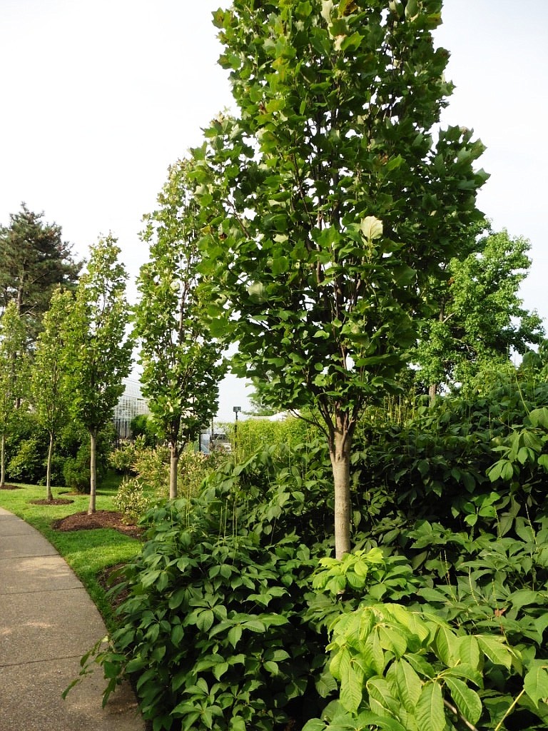 Two mystery plants this week