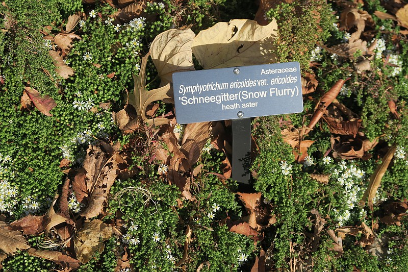 Mystery plants for the first week of December | The Arkansas Democrat ...