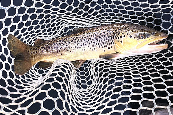 State of the Hogs: Chance to winter fish | Whole Hog Sports