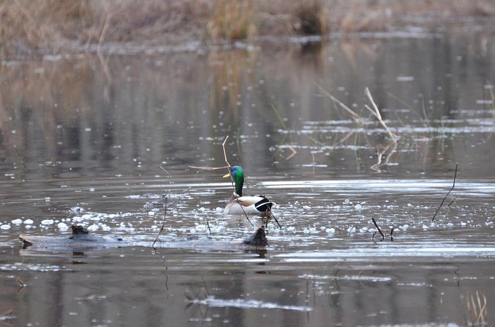 State conducts waterfowl survey so duck hunters know what's up