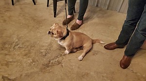 Microbrewery opens in Camden