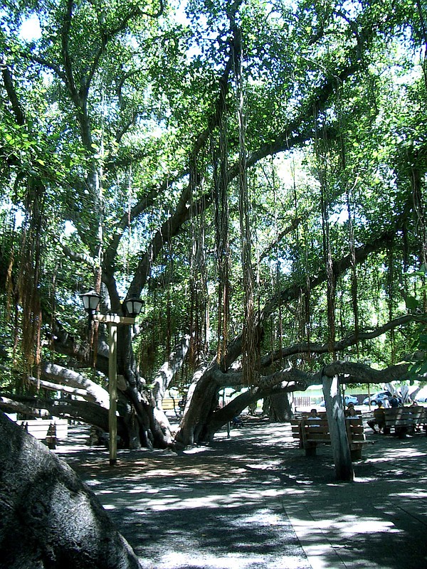 Strangler Trees | The Arkansas Democrat-Gazette - Arkansas' Best News ...