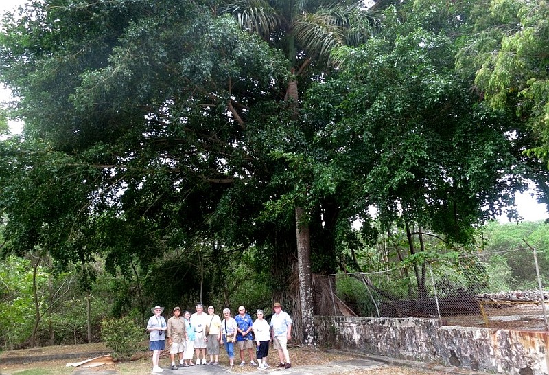 Strangler Trees | The Arkansas Democrat-Gazette - Arkansas' Best News ...