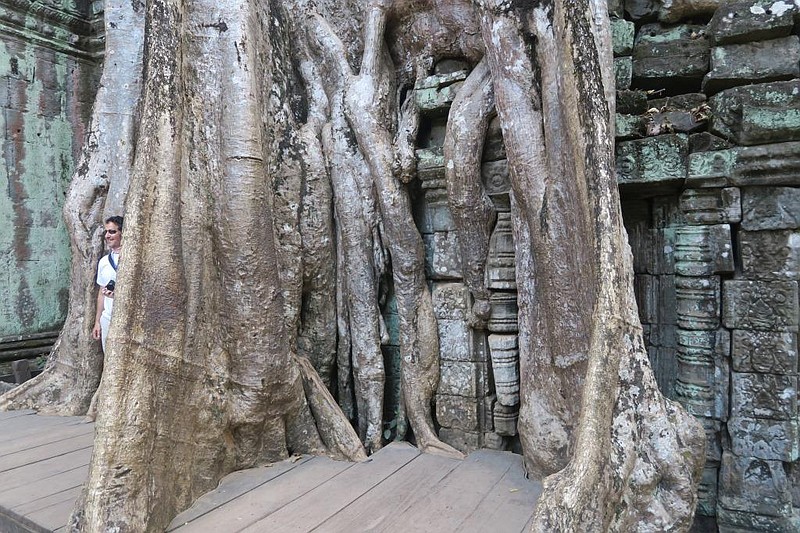 Strangler Trees | The Arkansas Democrat-Gazette - Arkansas' Best News ...