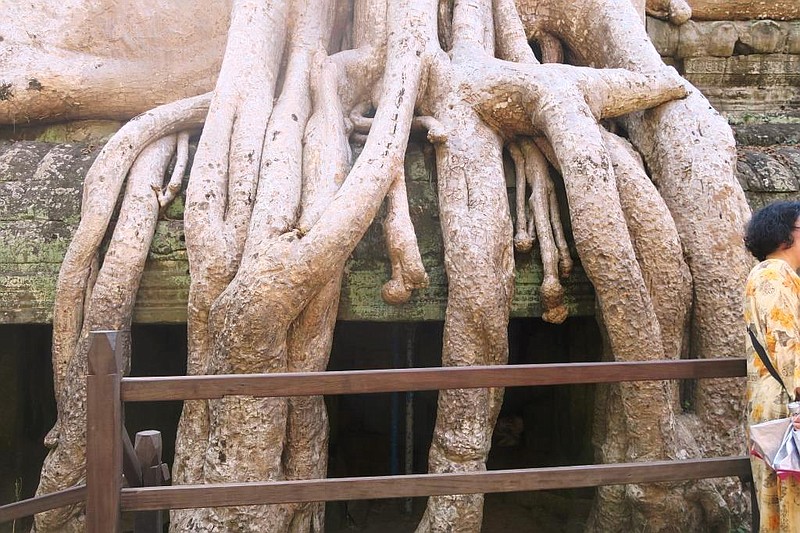 Strangler Trees | The Arkansas Democrat-Gazette - Arkansas' Best News ...