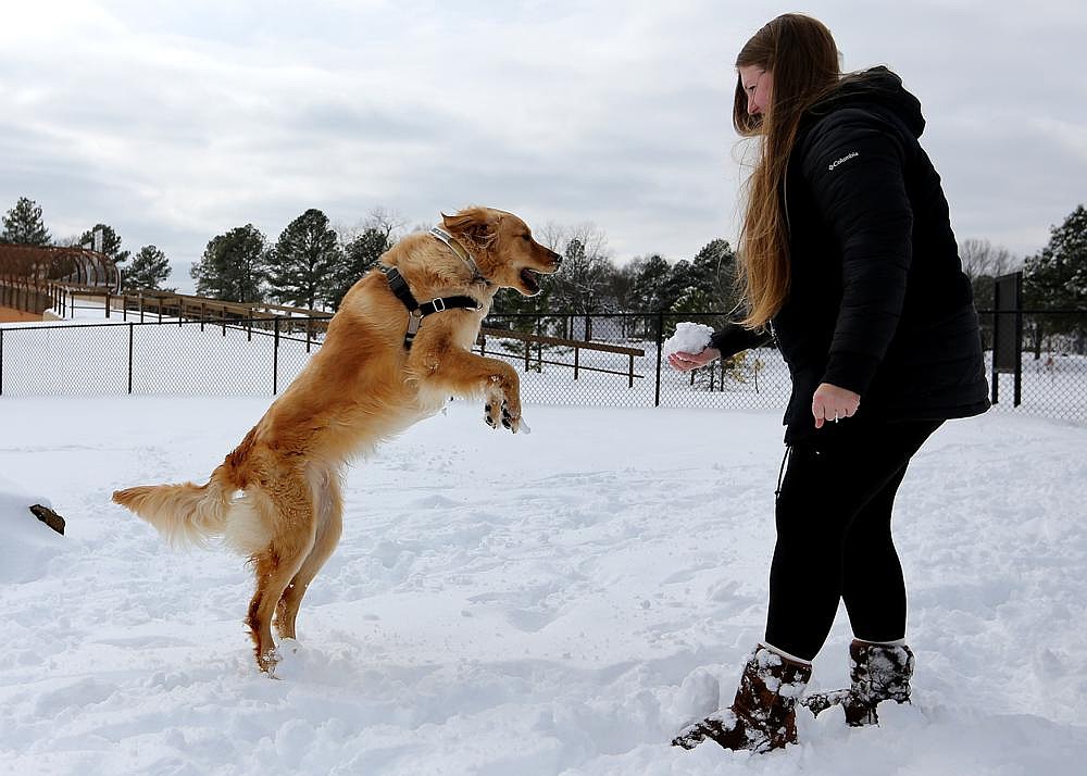 Dogs of different minds on snow | The Arkansas Democrat-Gazette ...
