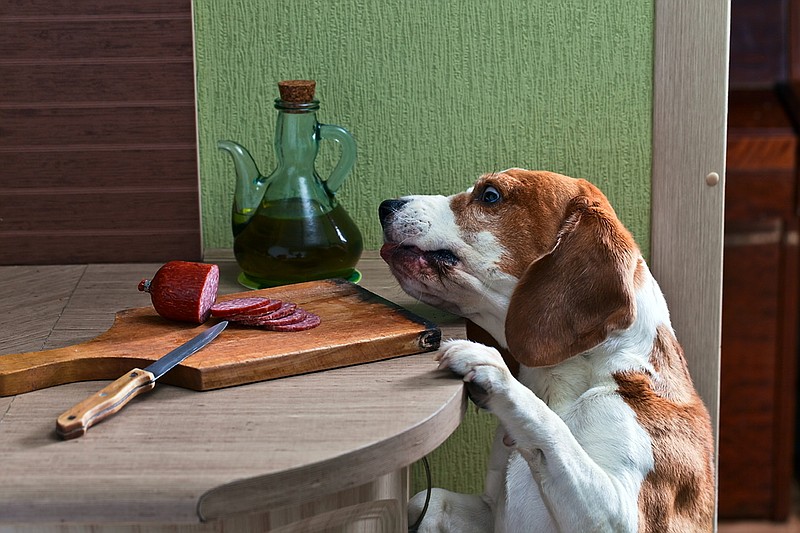 How to teach your pets the rules of the house | Northwest Arkansas ...