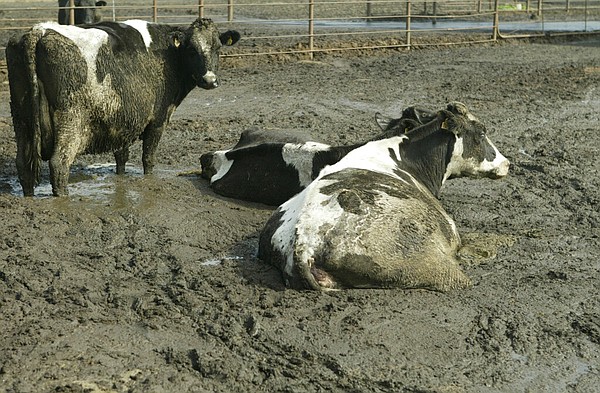 Muddy fields a scourge on cows