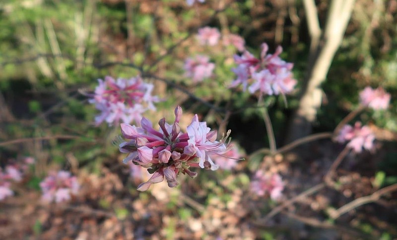 Each day brings more color | The Arkansas Democrat-Gazette - Arkansas ...