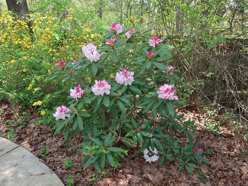What a beautiful spring week! | The Arkansas Democrat-Gazette ...