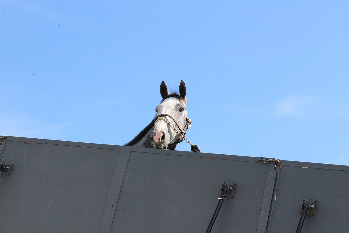 When Horses Fly Friends Offered A Peek Inside A Plane Tailored To