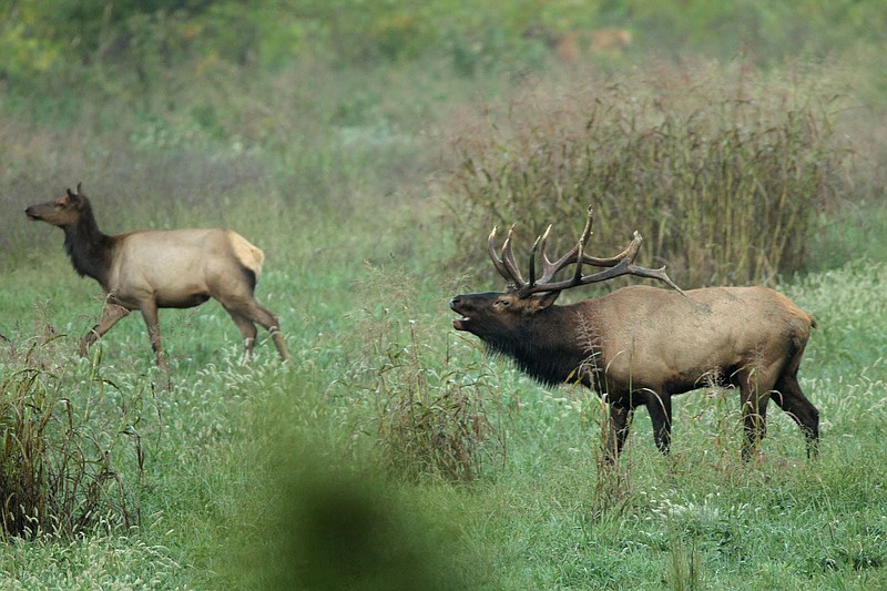 Aerial survey shows Arkansas’ elk herd growing | Northwest Arkansas ...