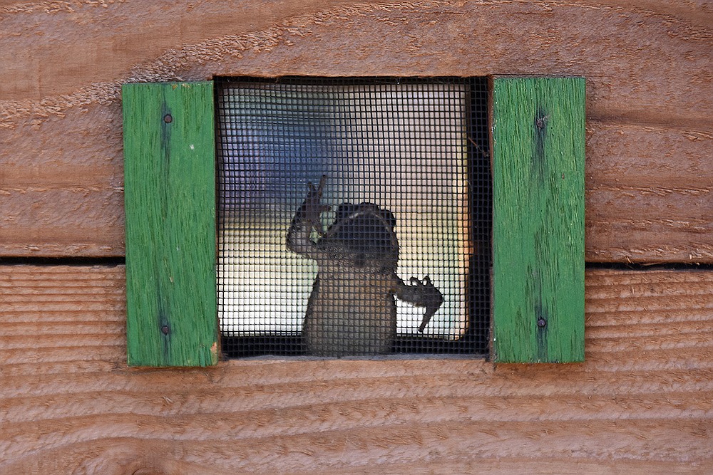 World Championship Toad Races | The Arkansas Democrat-Gazette ...