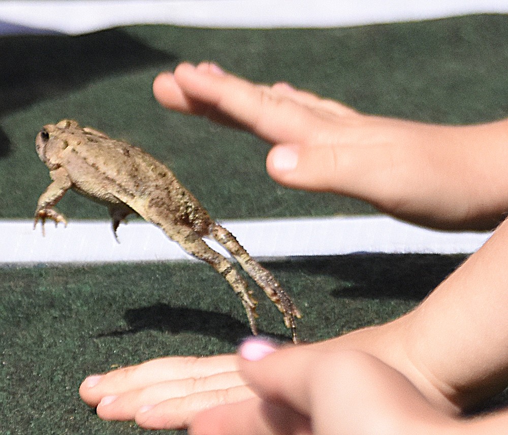 World Championship Toad Races | The Arkansas Democrat-Gazette ...
