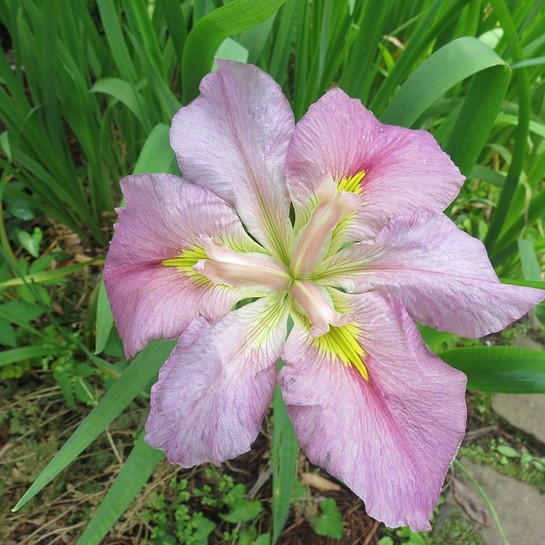 Mystery plants, iris, ginger and plectranthus | The Arkansas Democrat ...