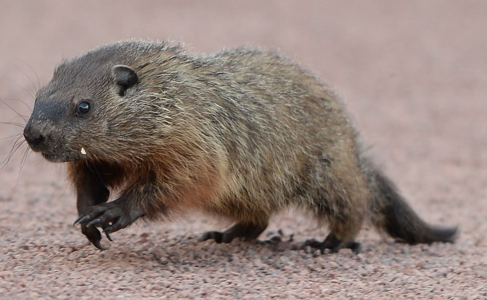 UA takes D-1 lead in homers