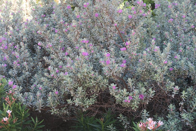 Gladiolus, Veronica, Texas Sage and a groundcover Vitex | The Arkansas ...