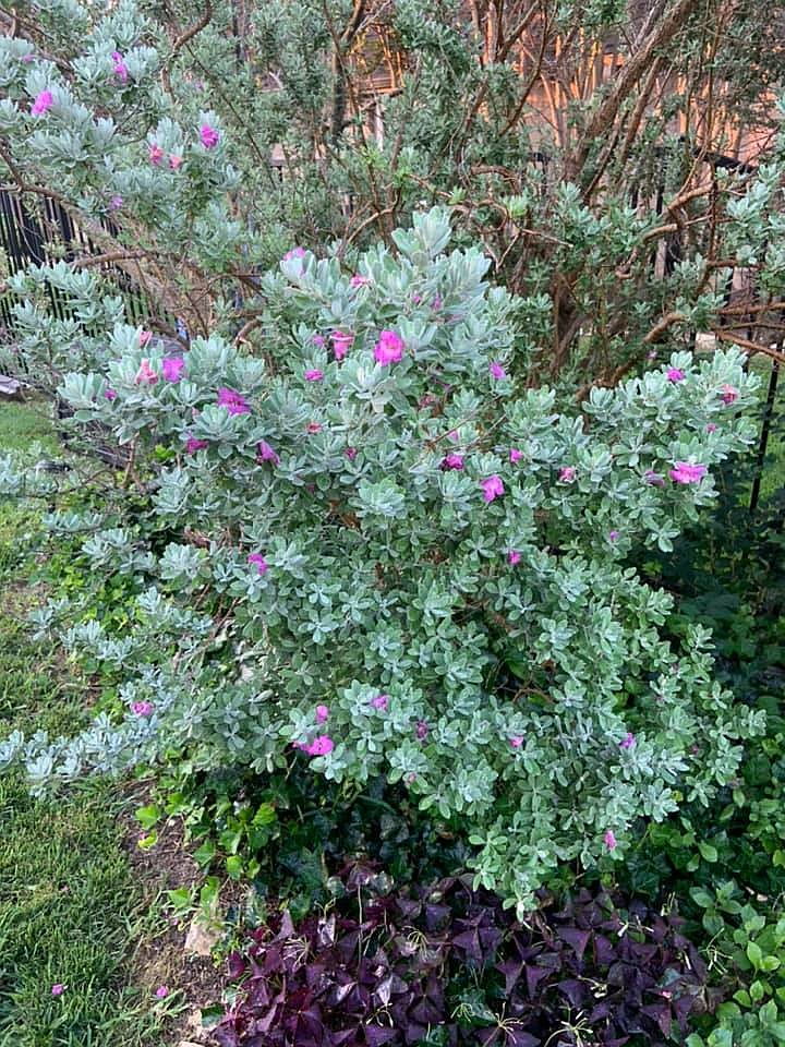 Gladiolus, Veronica, Texas Sage and a groundcover Vitex | The Arkansas ...