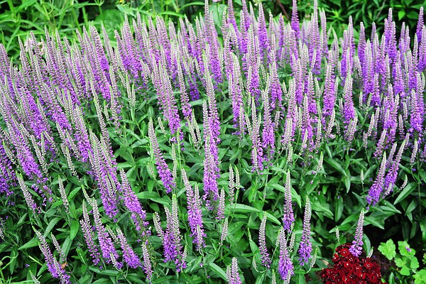 Gladiolus, Veronica, Texas Sage and a groundcover Vitex | The Arkansas ...