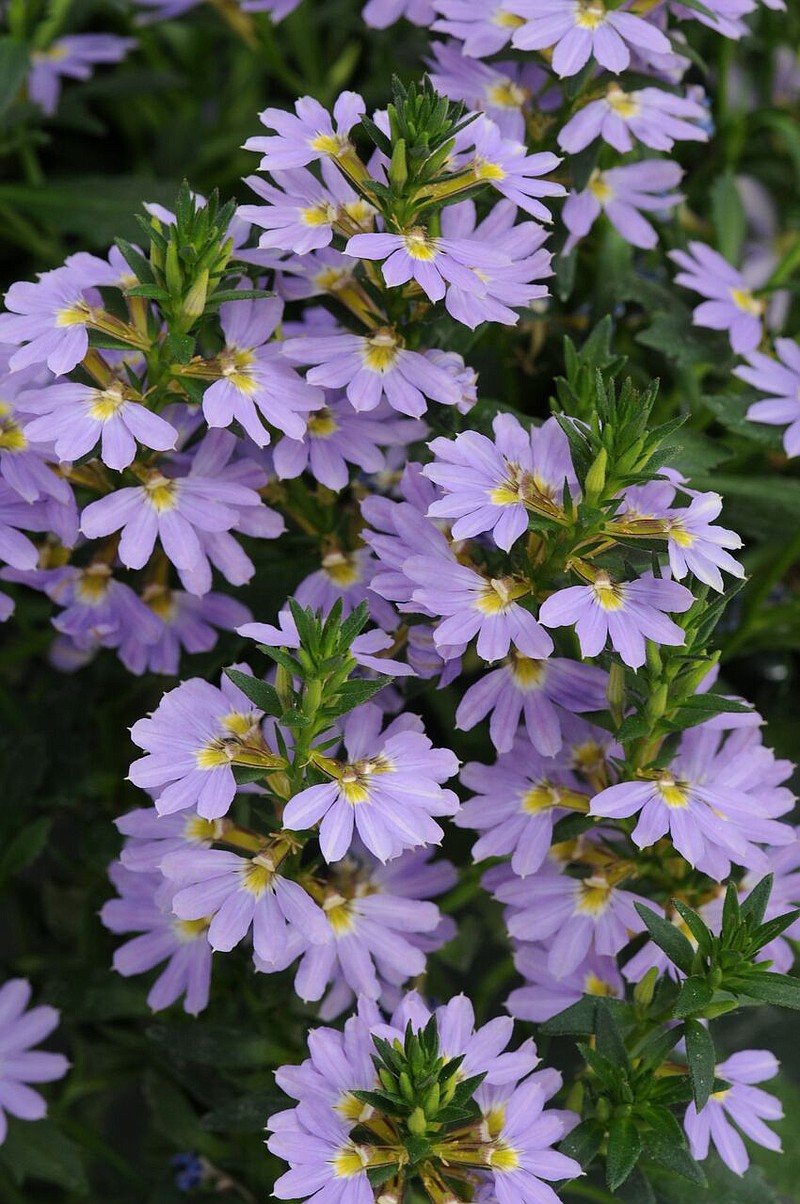 Mystery fan flower, elderberry and "ice" plant | The Arkansas Democrat ...