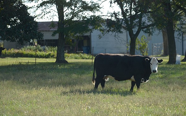 Expert offers forage advice | Northwest Arkansas Democrat-Gazette