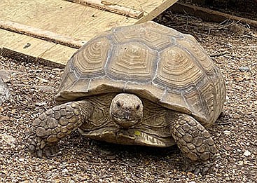 85-pound African tortoise missing in North Little Rock neighborhood ...