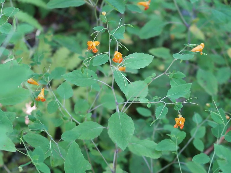 Bottle gentian, Mexican bamboo and jewelweed | The Arkansas Democrat ...