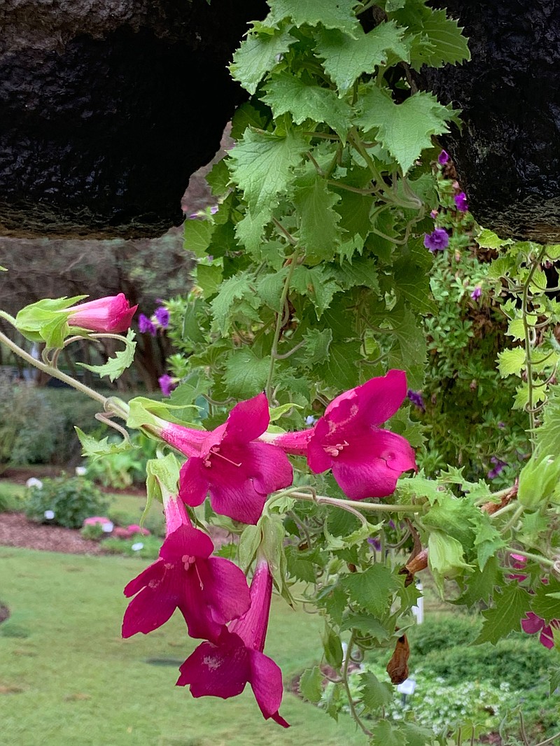 Mystery plants: Jatropha, Mexican Flame Vine and Creeping Gloxinia ...