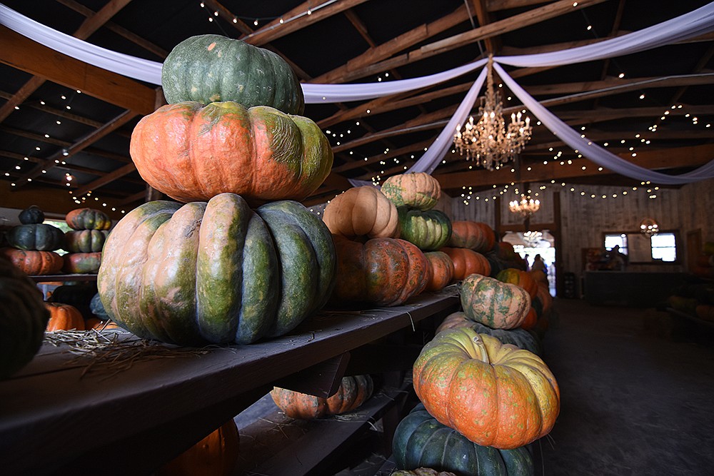 BoBrook Pumpkin Patch | The Arkansas Democrat-Gazette - Arkansas' Best ...