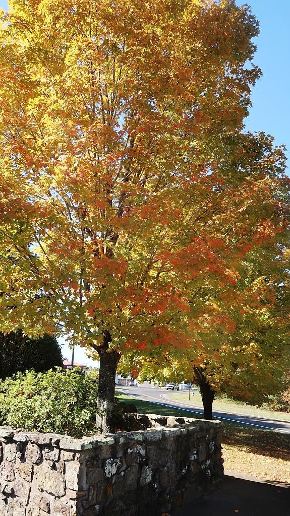 Mystery plants: Black Walnut, Chinese Pistache and Sugar Maple | The ...