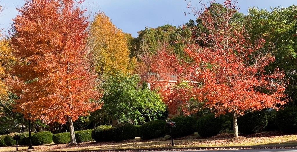 A glorious fall! | The Arkansas Democrat-Gazette - Arkansas' Best News ...