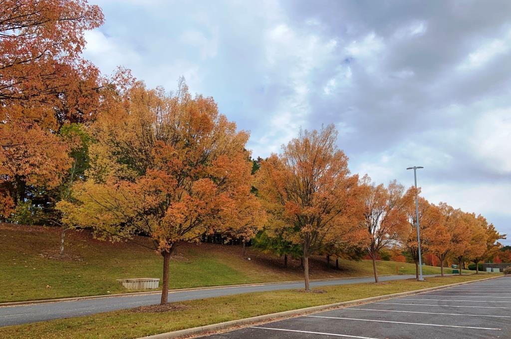 A glorious fall! | The Arkansas Democrat-Gazette - Arkansas' Best News ...