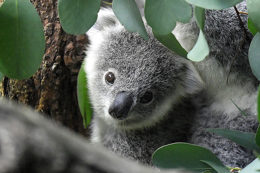 Koala declared endangered as disease, lost habitat take toll | The ...