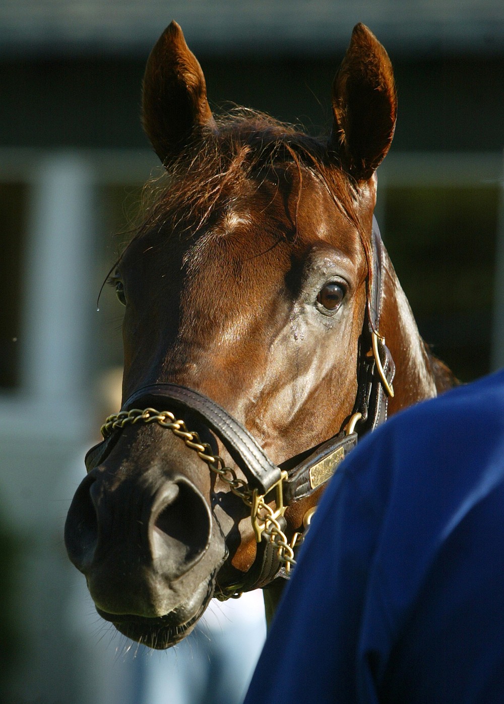 Remember when, Arkansas? Oaklawn’s 2004 horse hero Smarty Jones turns ...