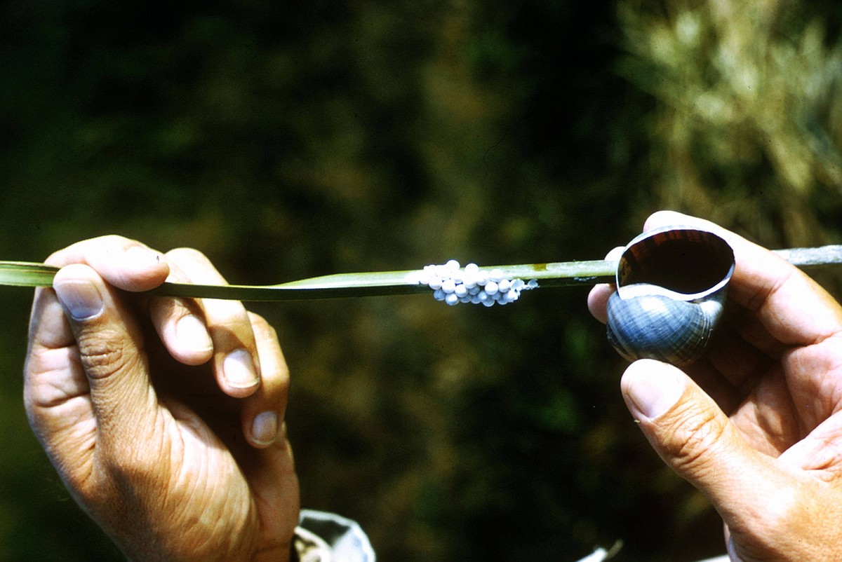 AGFC discovers invasive apple snails in live crawfish shipments | El ...