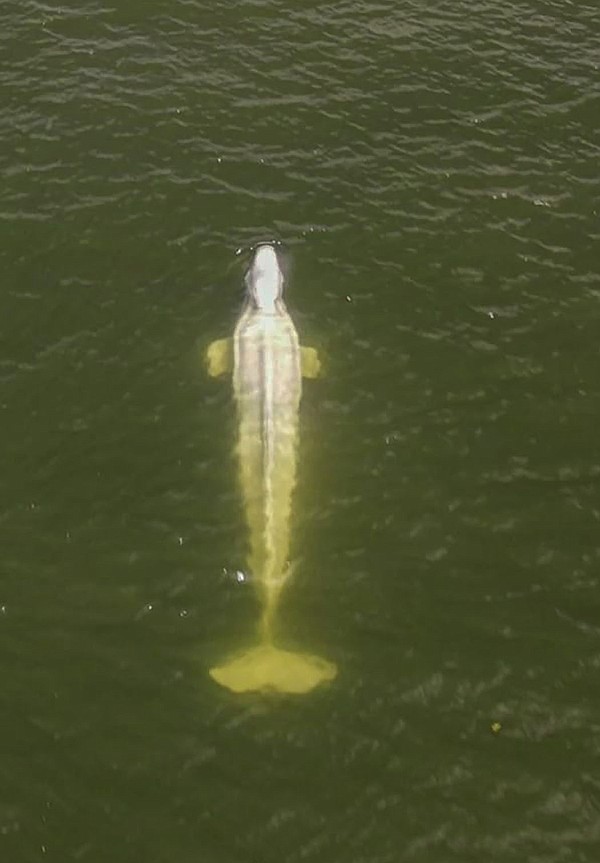 French racing to save stranded Beluga whale | Northwest Arkansas ...