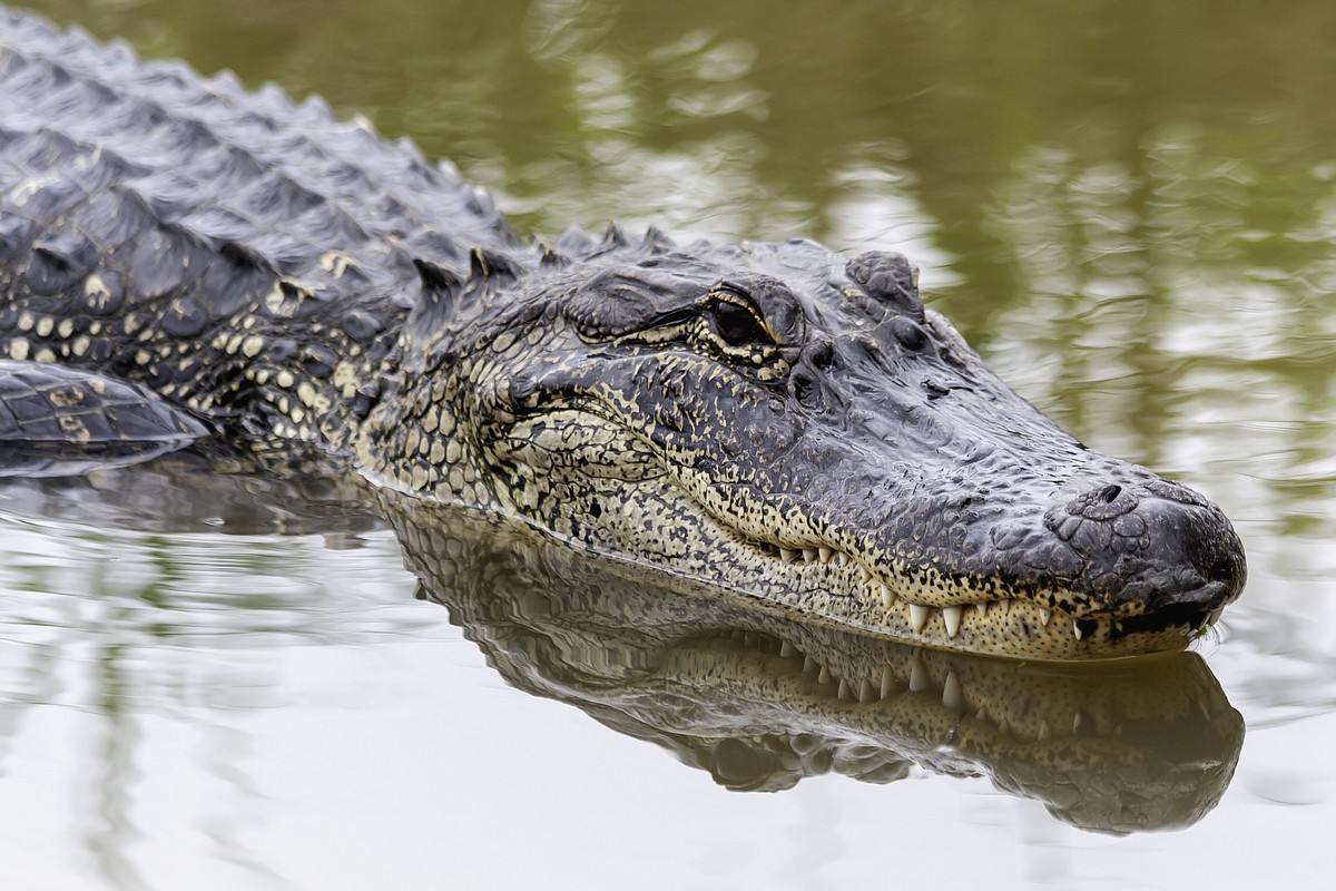State’s alligator season wraps up | The Arkansas Democrat-Gazette ...
