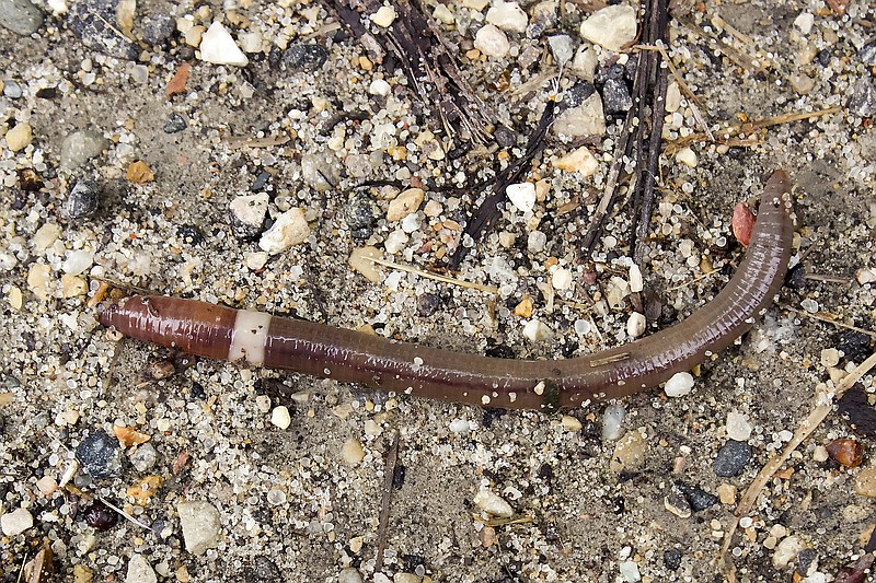 The next invasive garden threat? A slithering, jumping worm ...