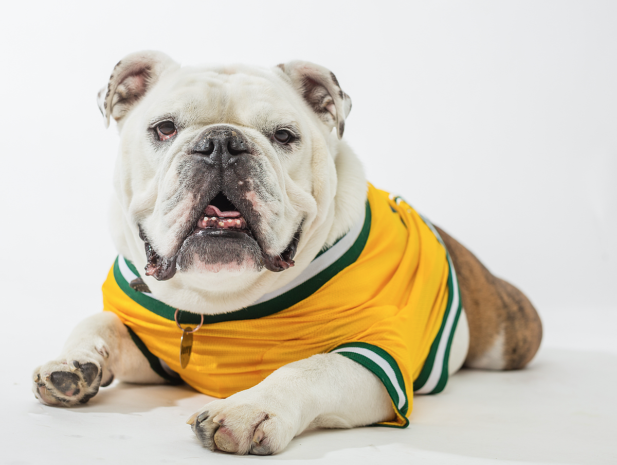 Beloved Jerry the Bulldog, Arkansas Tech University's ambassador, dies ...