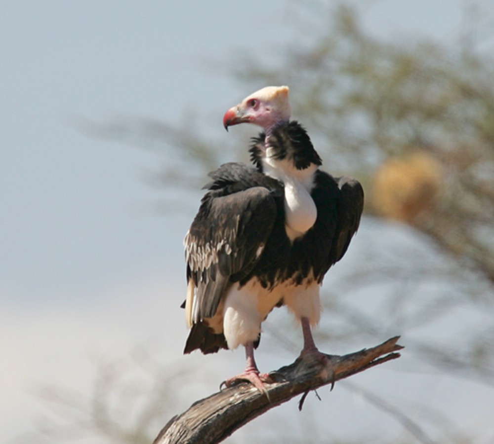 2 eerie types of carrion-eating vultures hunch over barren limbs in ...