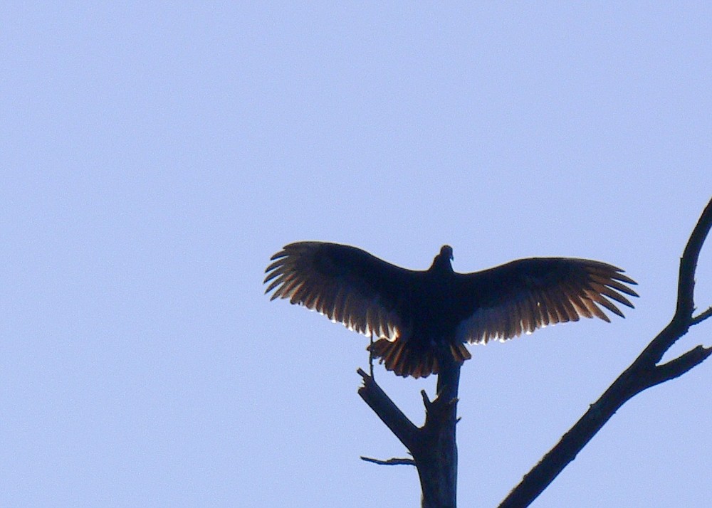2 eerie types of carrion-eating vultures hunch over barren limbs in ...