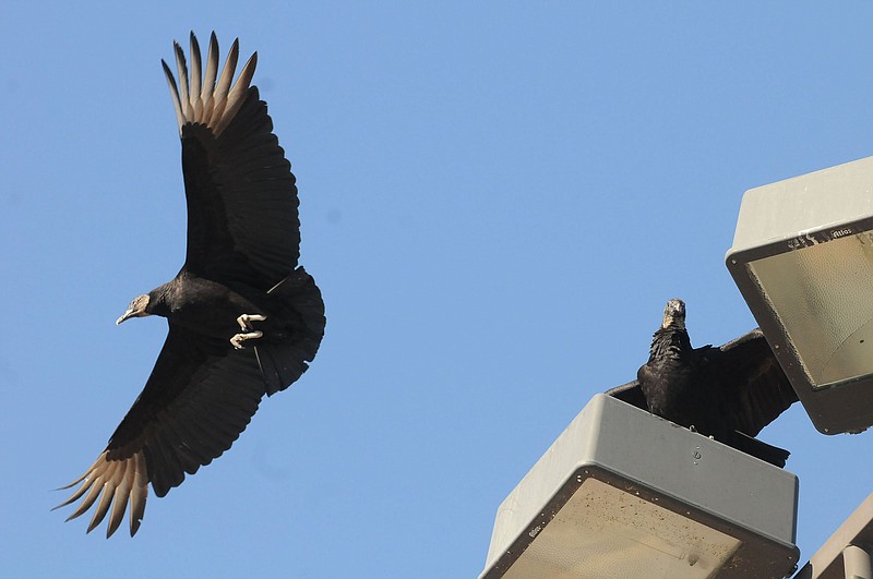 Arkansas black vultures studied | The Arkansas Democrat-Gazette ...
