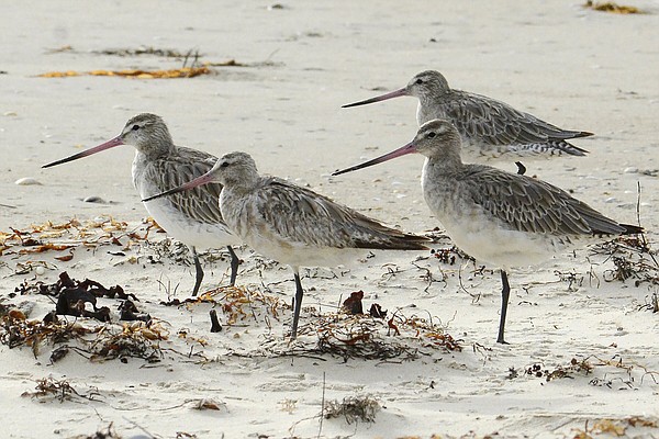 Godwit bird sets a nonstop flight record | Northwest Arkansas Democrat ...