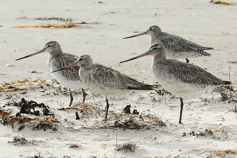 Godwit bird sets a nonstop flight record | Northwest Arkansas Democrat ...
