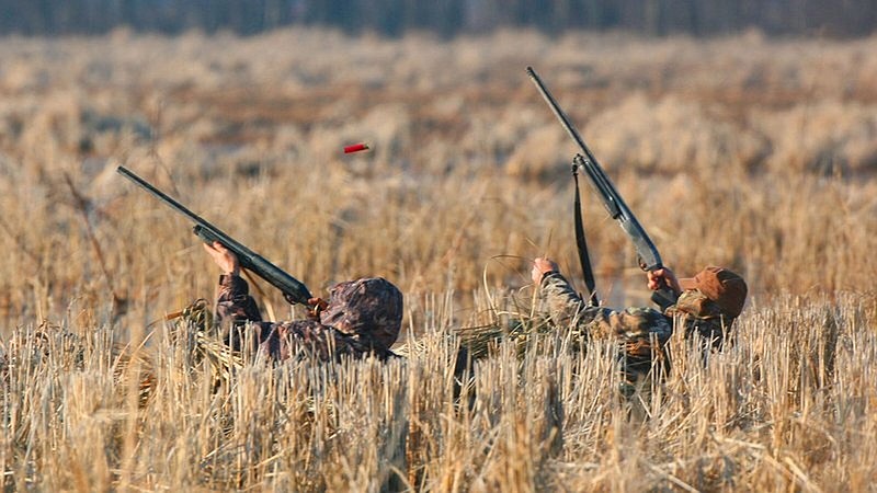 Waterfowl hunters asked to keep lookout for sick birds