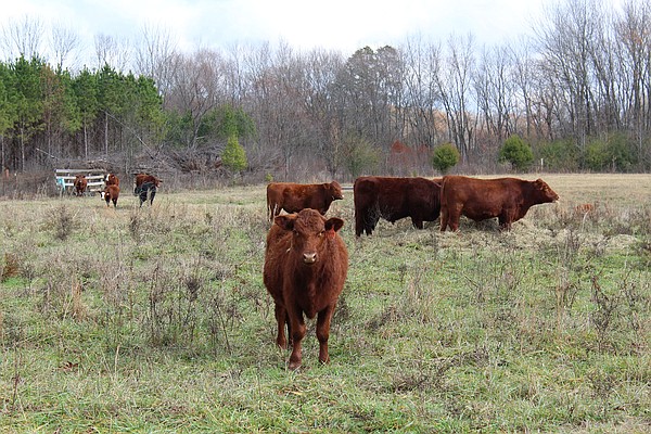 Heifer Ranch Center working to connect more ranchers with markets ...